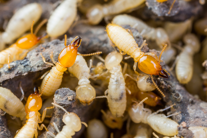 Understanding Termite Swarms | MightyMite Termite