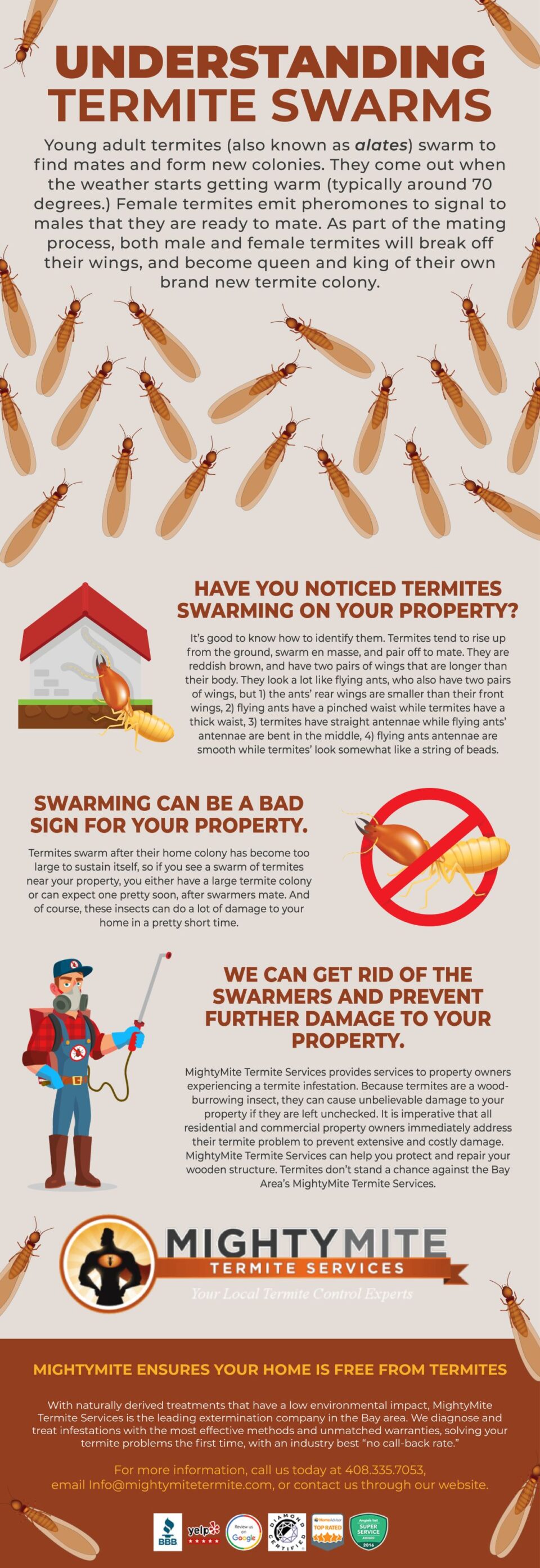 Understanding Termite Swarms | MightyMite Termite