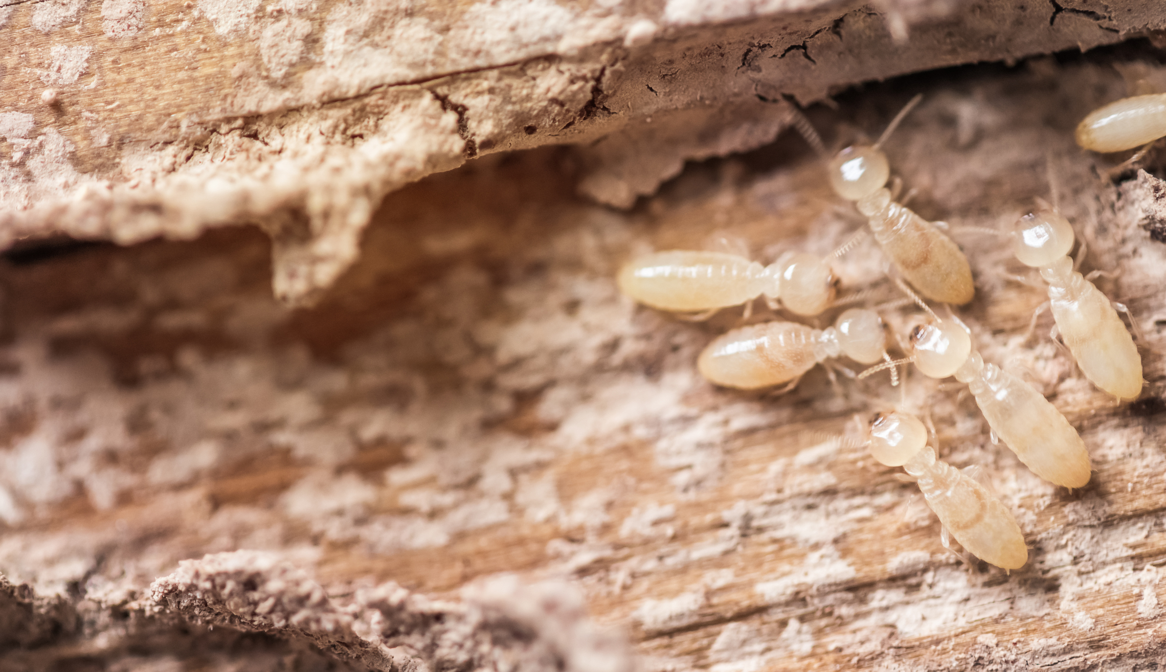 Top Five Benefits of Termite Control | MightyMite Termite