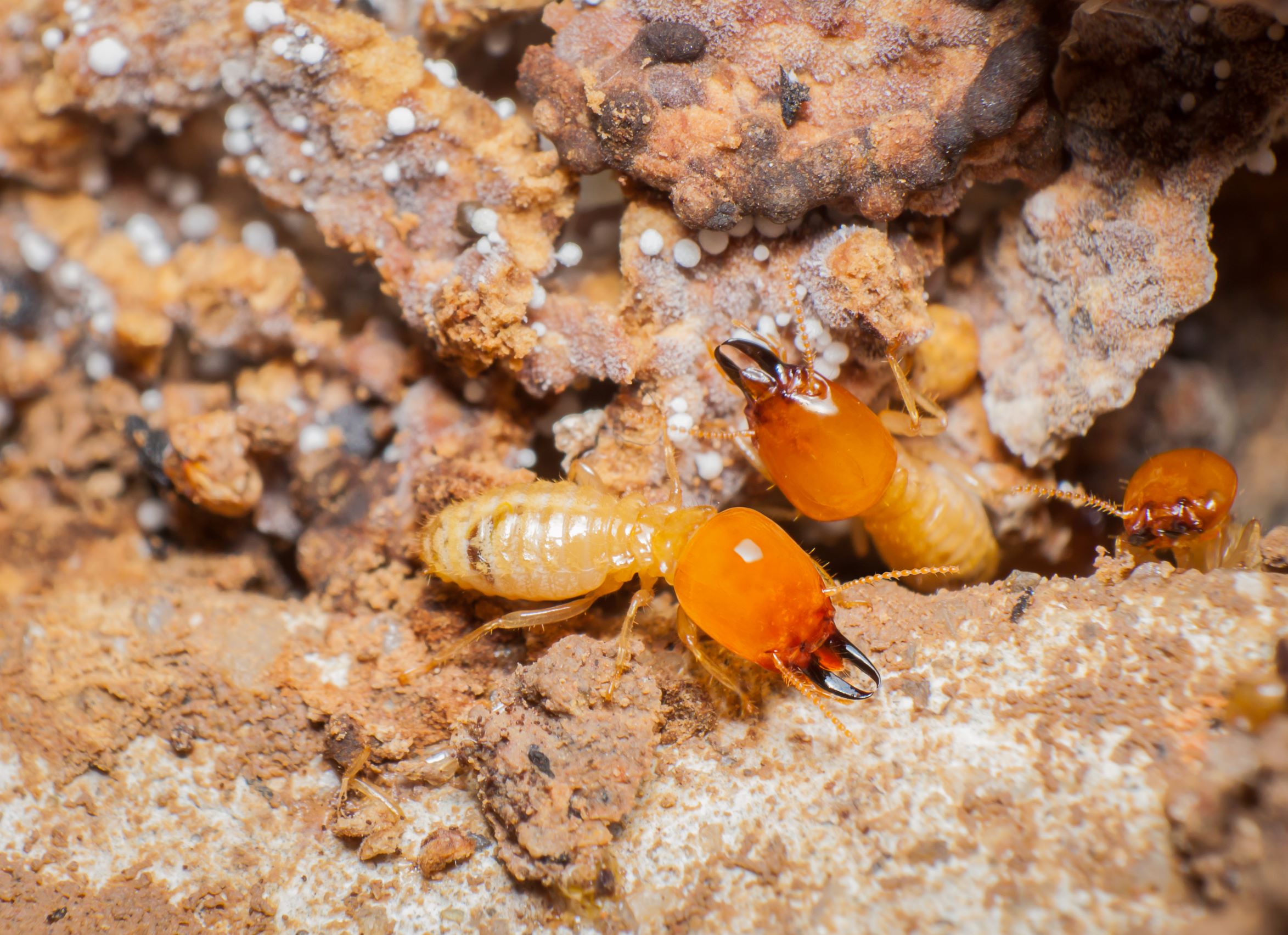 Why Proactive is Better than Reactive When it Comes to Termites
