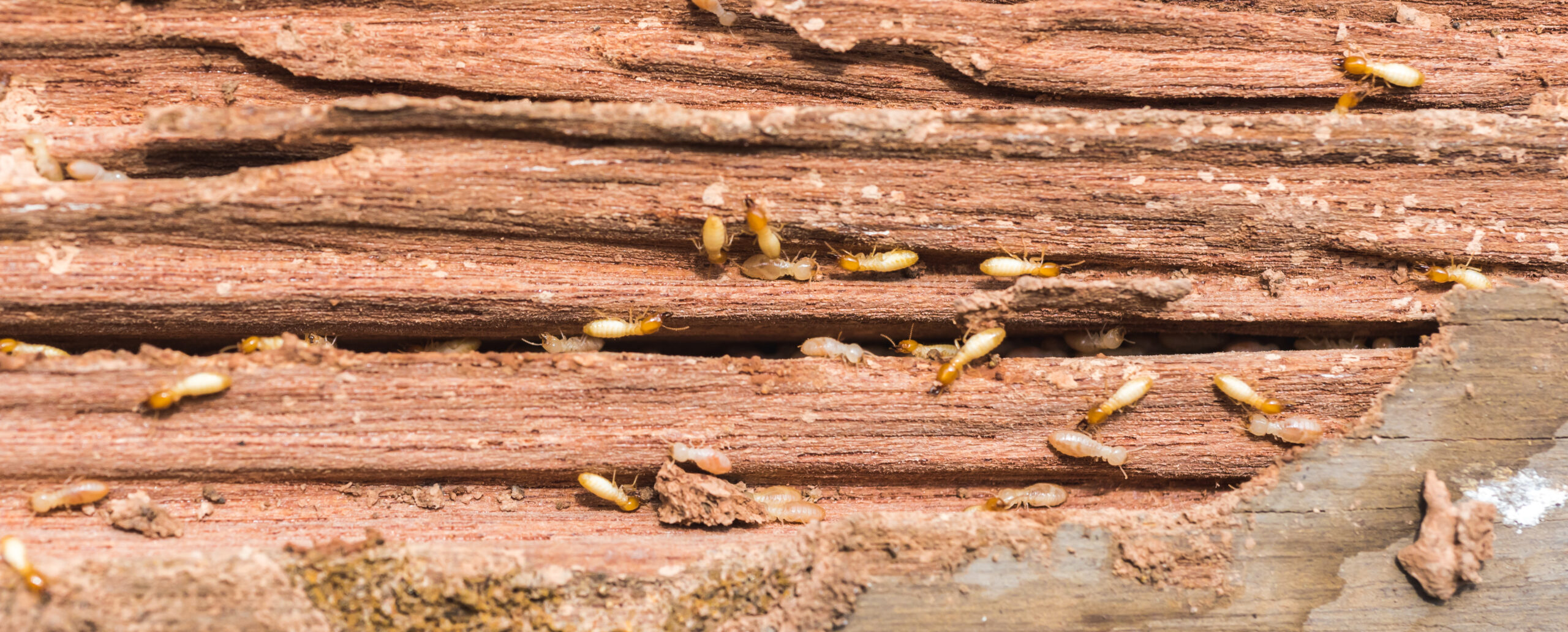 The Ins and Outs of Low Toxicity Termite Control | MightyMite Termite