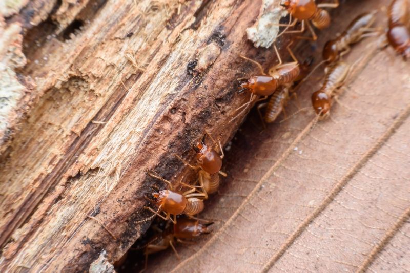 Exploring termite activity during the summer
