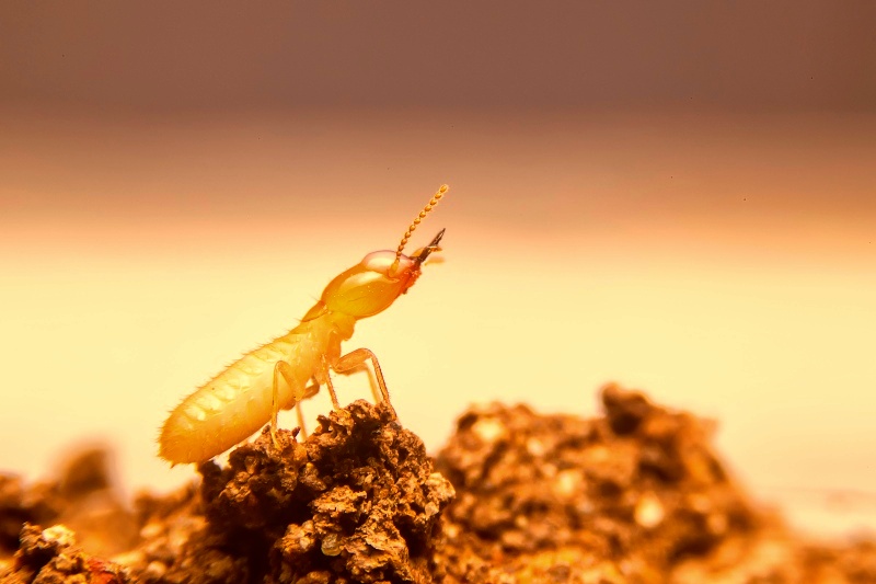 We Provide Termite Prevention Services in San Jose, CA