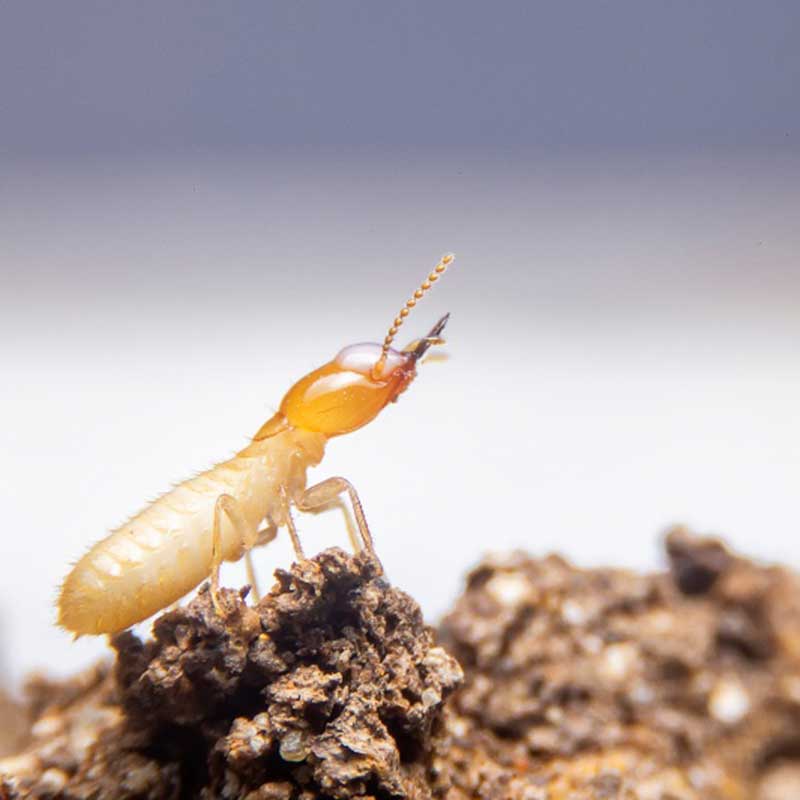 How to Protect Your Garden from Termite Infestations