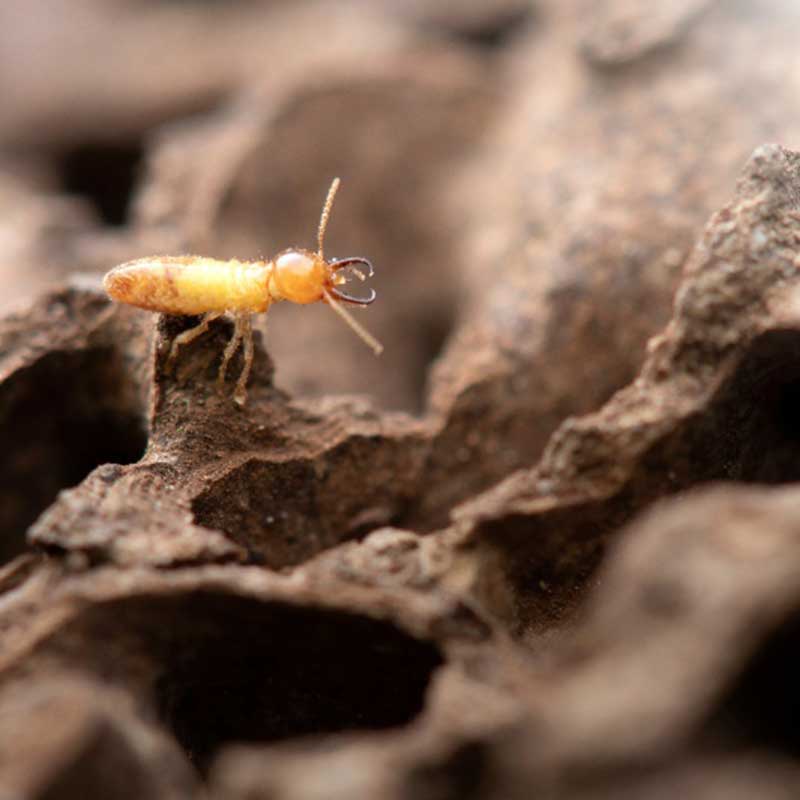 How to Build a Termite Barrier Around Your Home