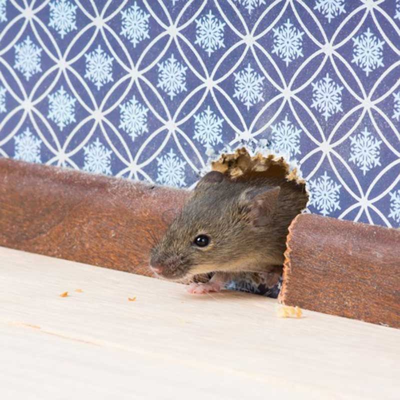 Effective Rodent Prevention Tips to Protect Your Home
