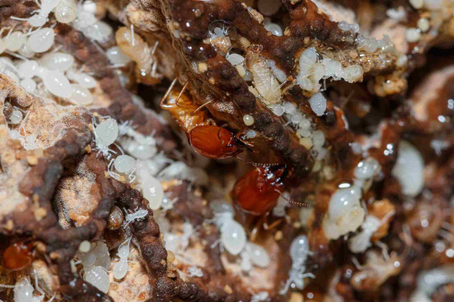 Key Facts About Baby Termites and Colony Growth