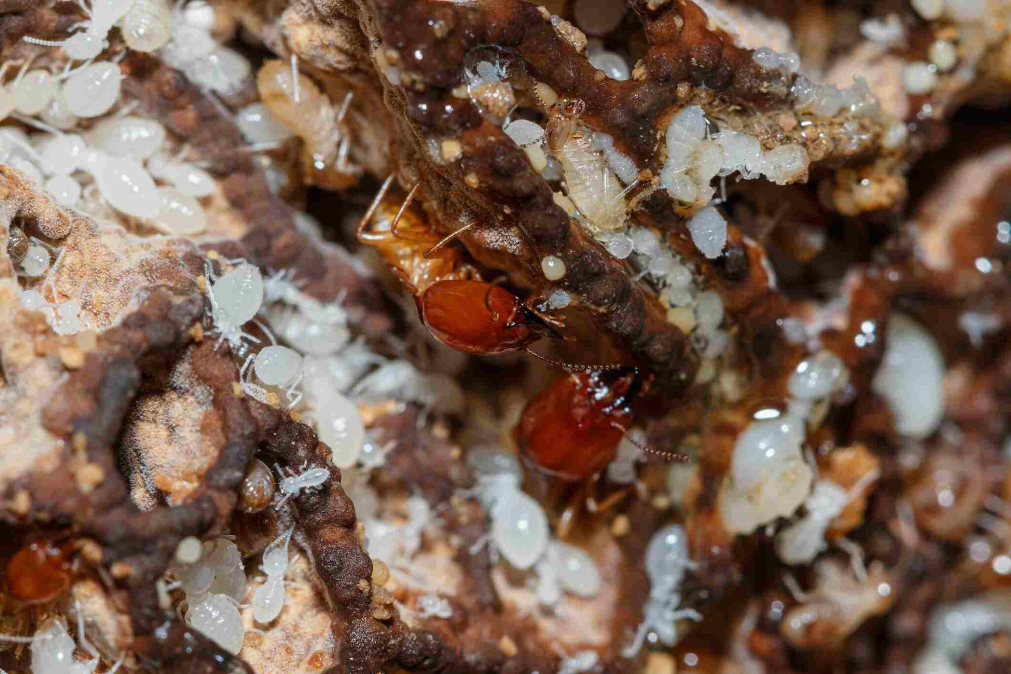 Key Facts About Baby Termites and Colony Growth