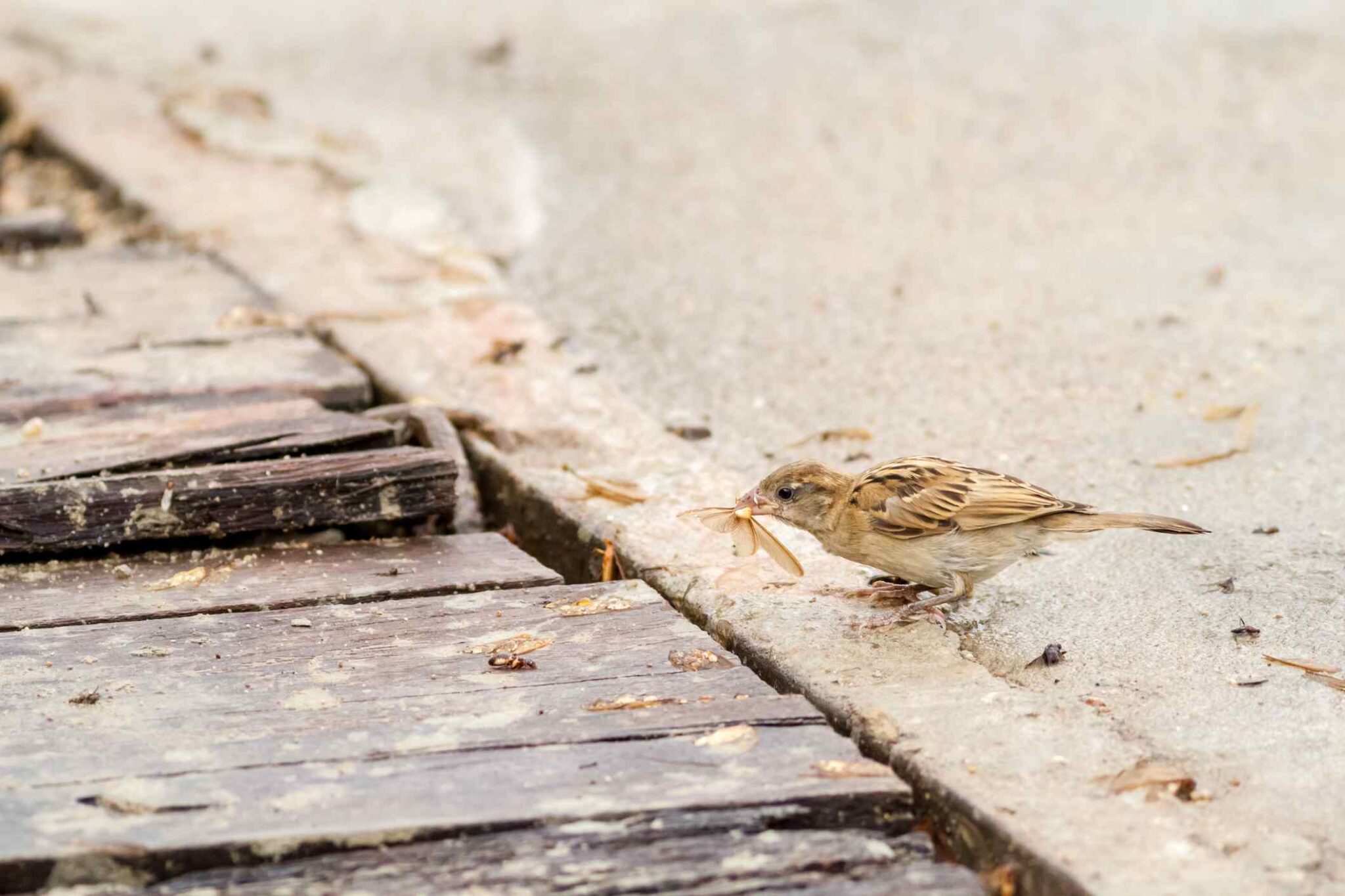 Natural Predators That Help Control Termite Populations
