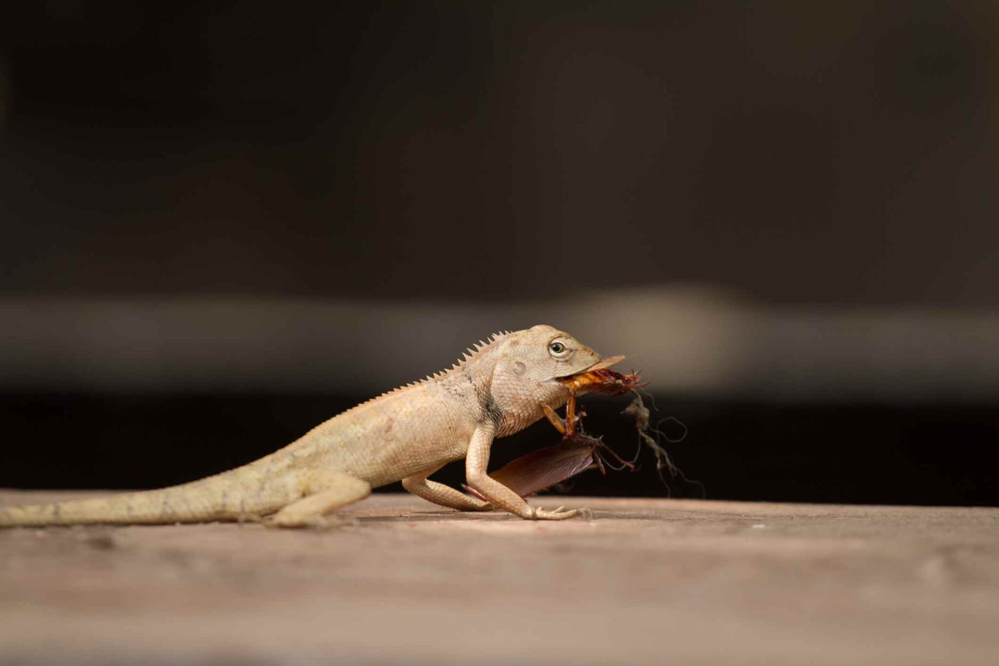 Natural Predators That Help Control Termite Populations